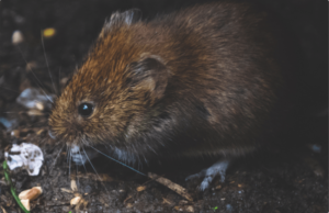 Rattengif of muizengif kopen | Ontdek hier alle soorten en hun werking